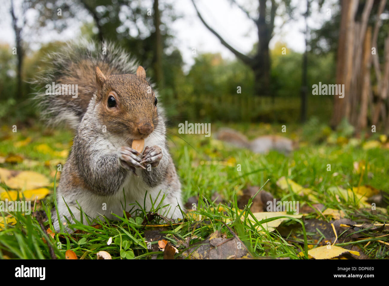 Squirrel eating nuts hi-res stock photography and images - Alamy