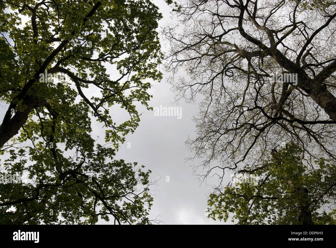Hundred Year Old Oak Tree High Resolution Stock Photography and Images ...