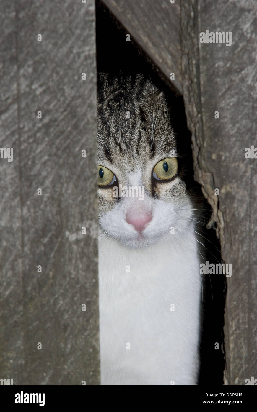 Between the fence hi-res stock photography and images - Alamy