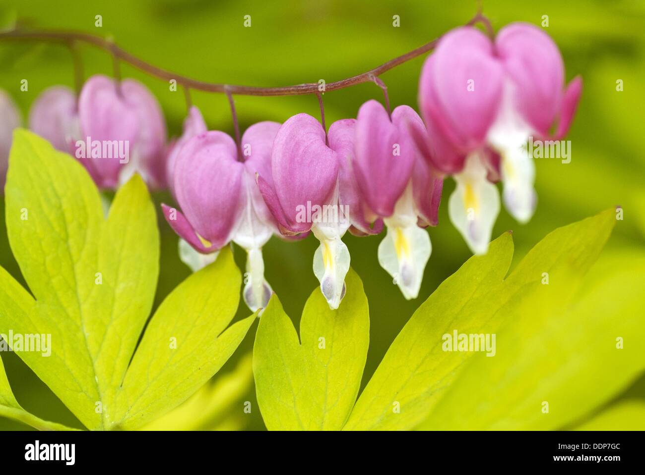 Goldheart hi-res stock photography and images - Alamy