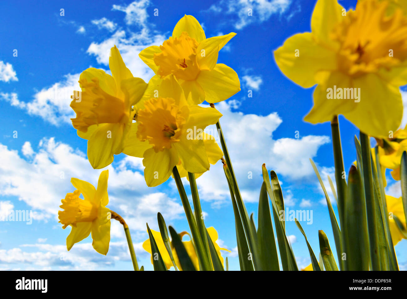 Daffodils sun blue sky hi-res stock photography and images - Alamy