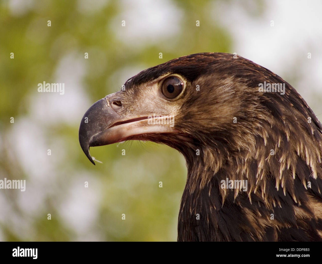 Eagle of germany hi-res stock photography and images - Alamy