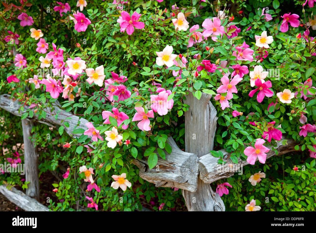 Old historic roses hi-res stock photography and images - Alamy