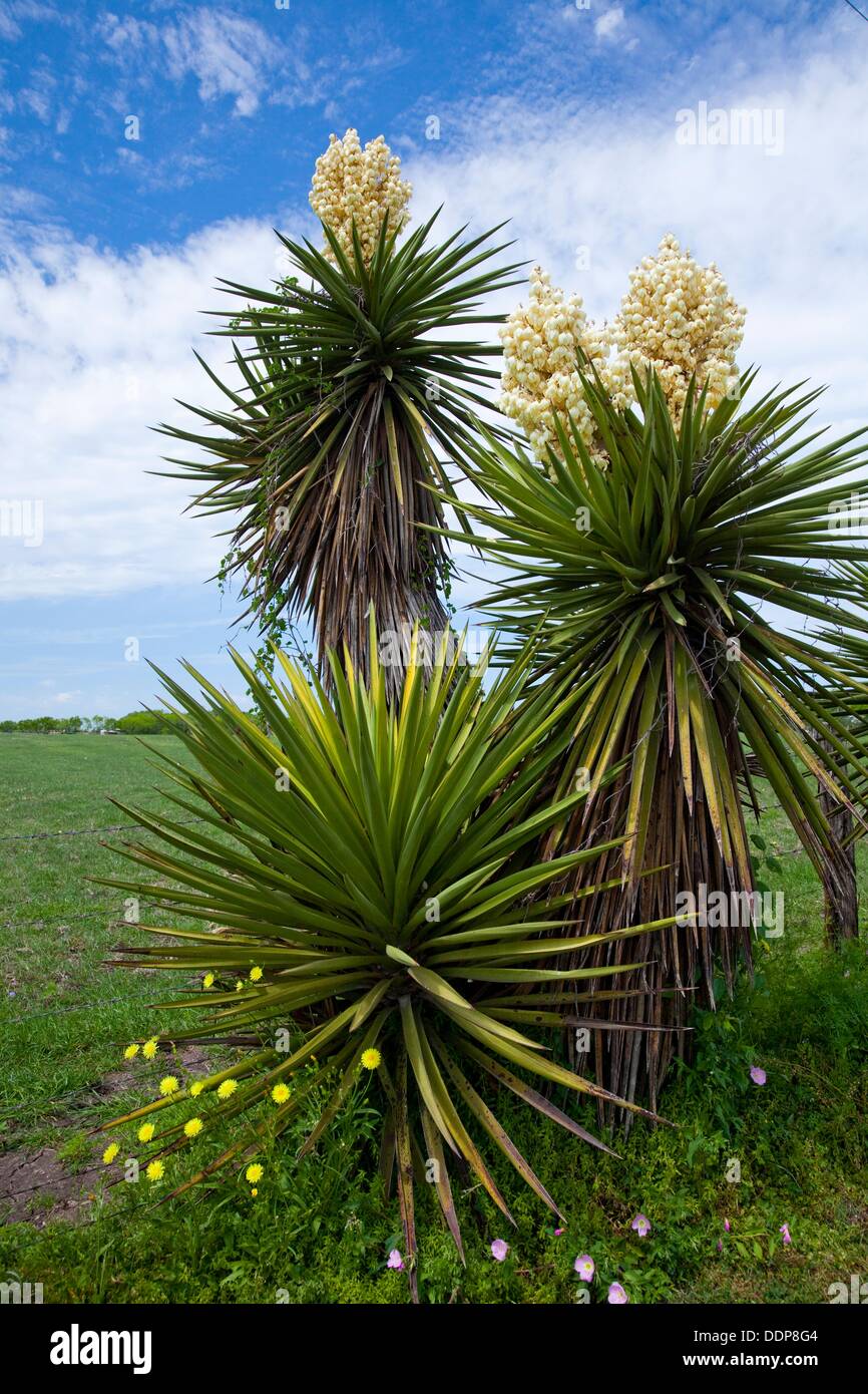 A yucca tree in bloom in the Texas hill country near Seguin, Texas, USA ...