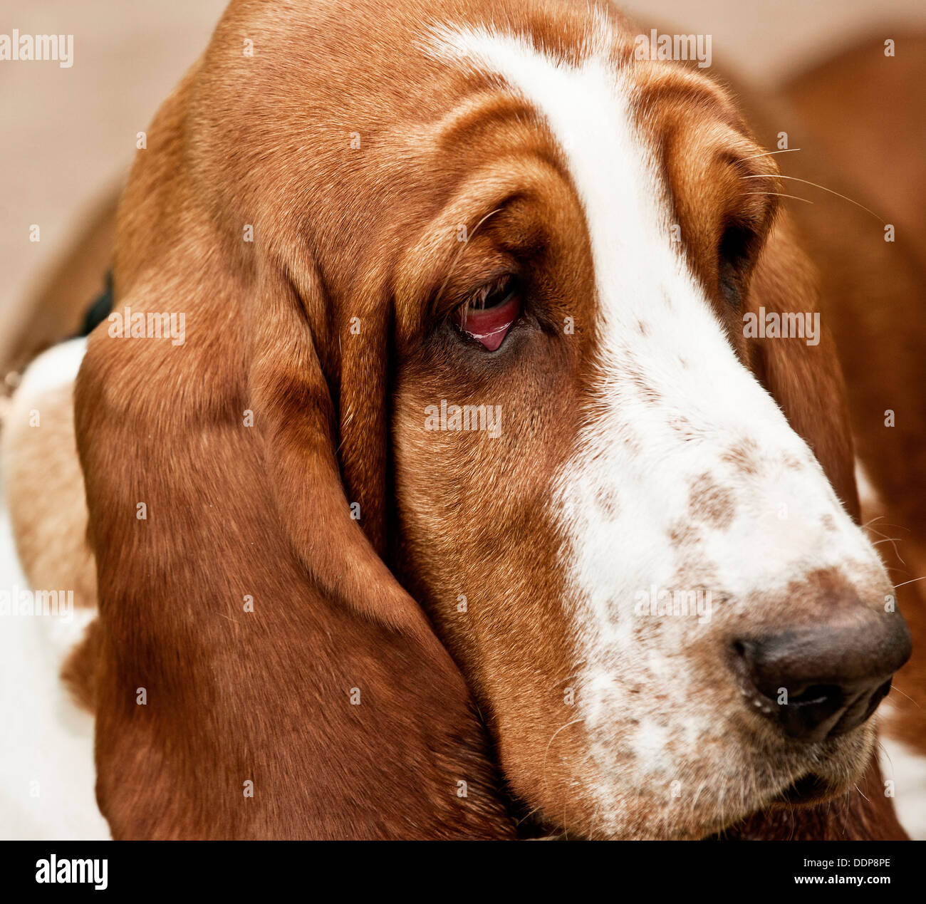 Basset Hound Portrait Stock Photo - Alamy
