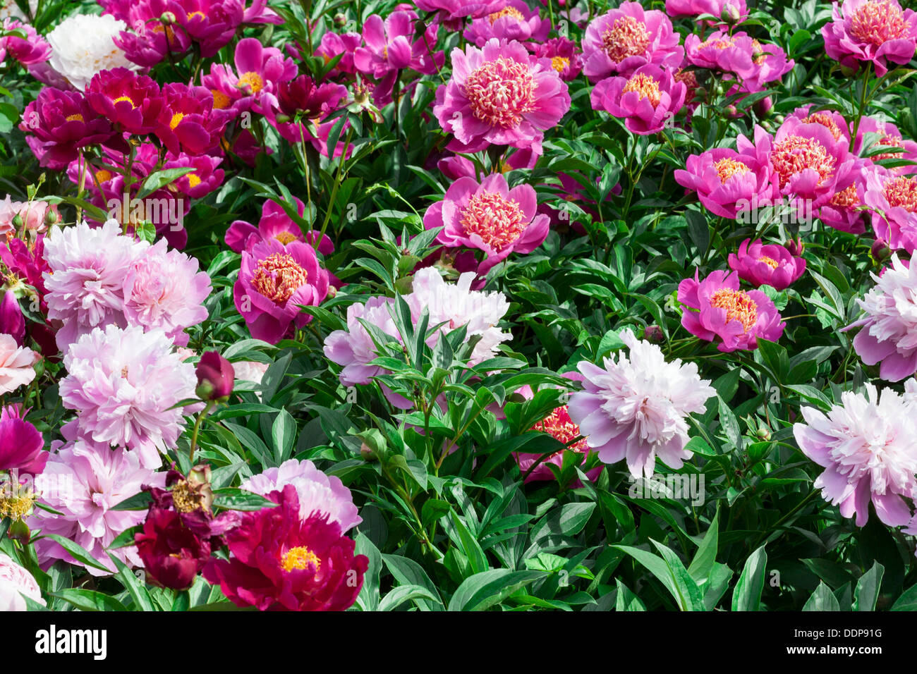 Peonies garden hi-res stock photography and images - Alamy