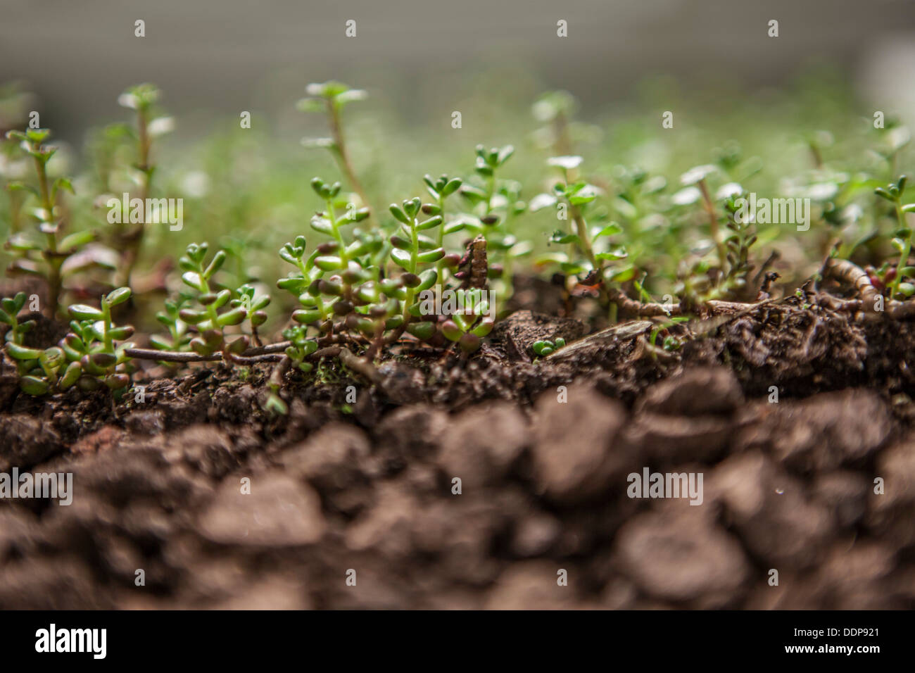 Plant growing from soil Stock Photo - Alamy