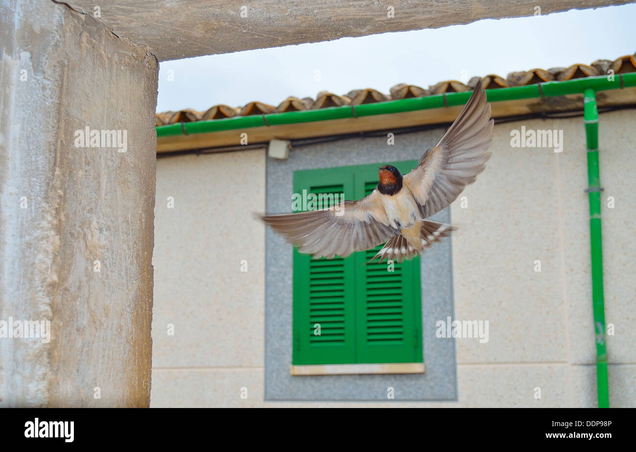 Bird flying into window hi-res stock photography and images - Alamy