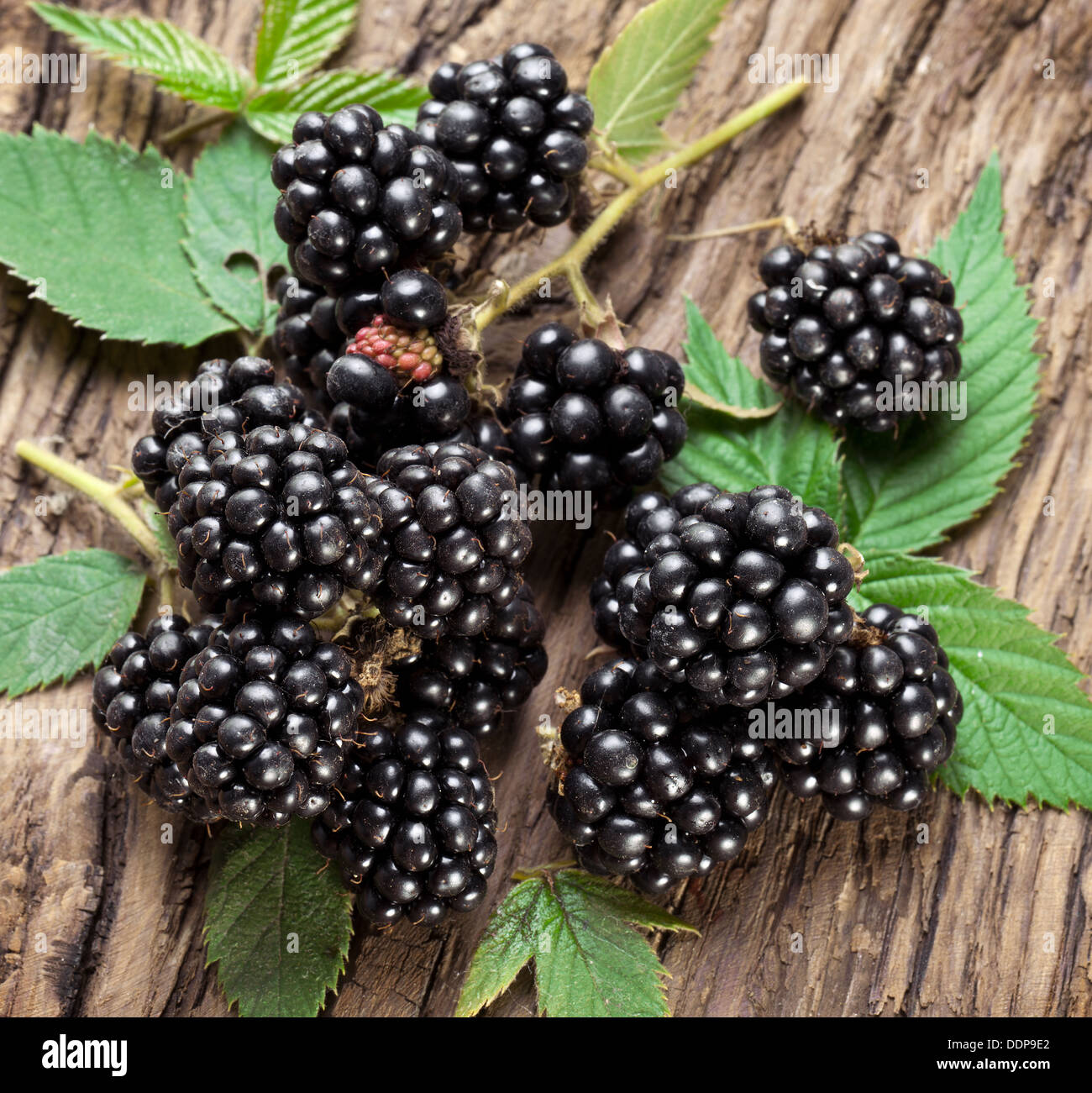 Blackberries studio hi-res stock photography and images - Alamy