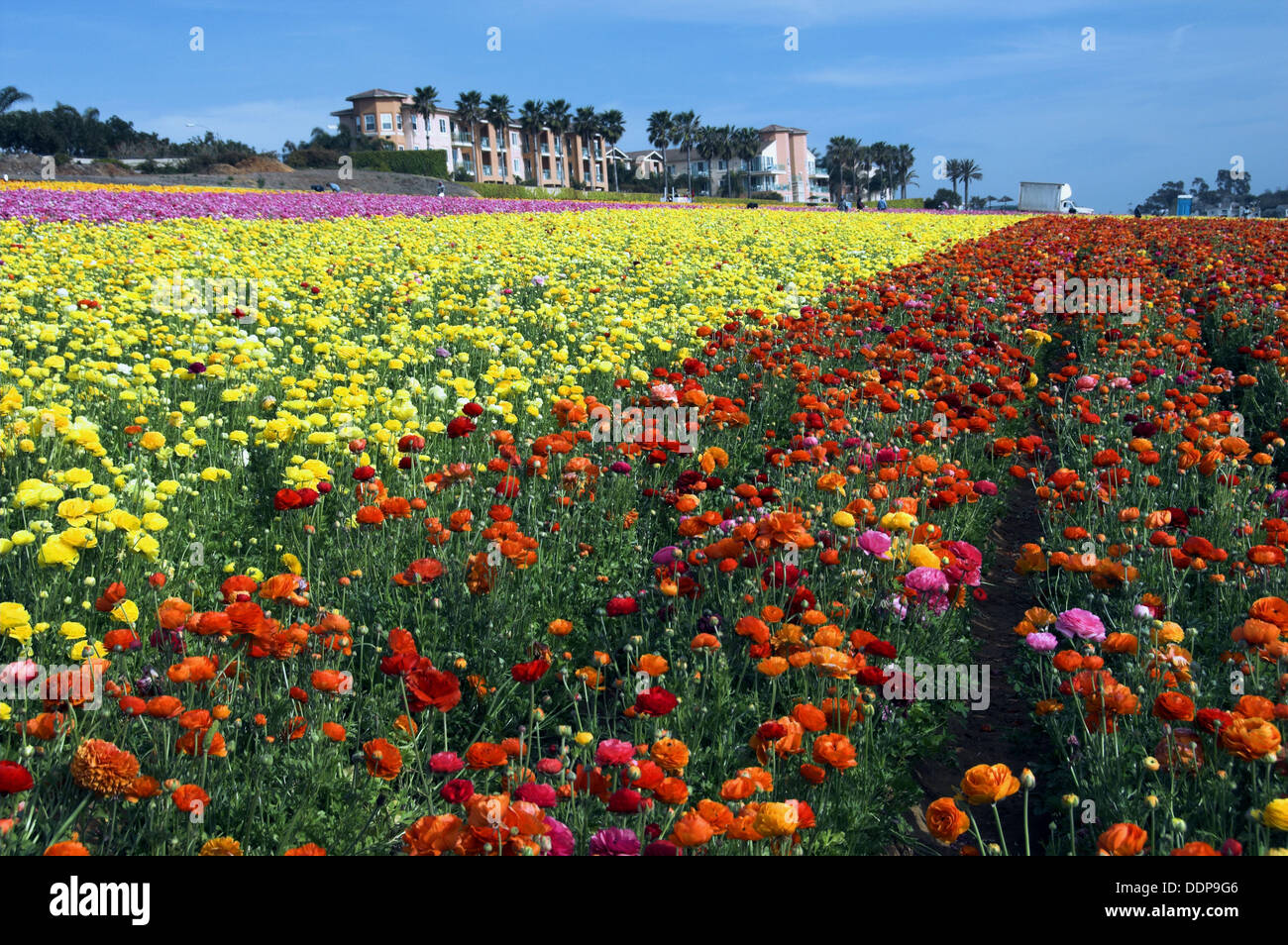 Giant tecolote ranunculus hi-res stock photography and images - Alamy