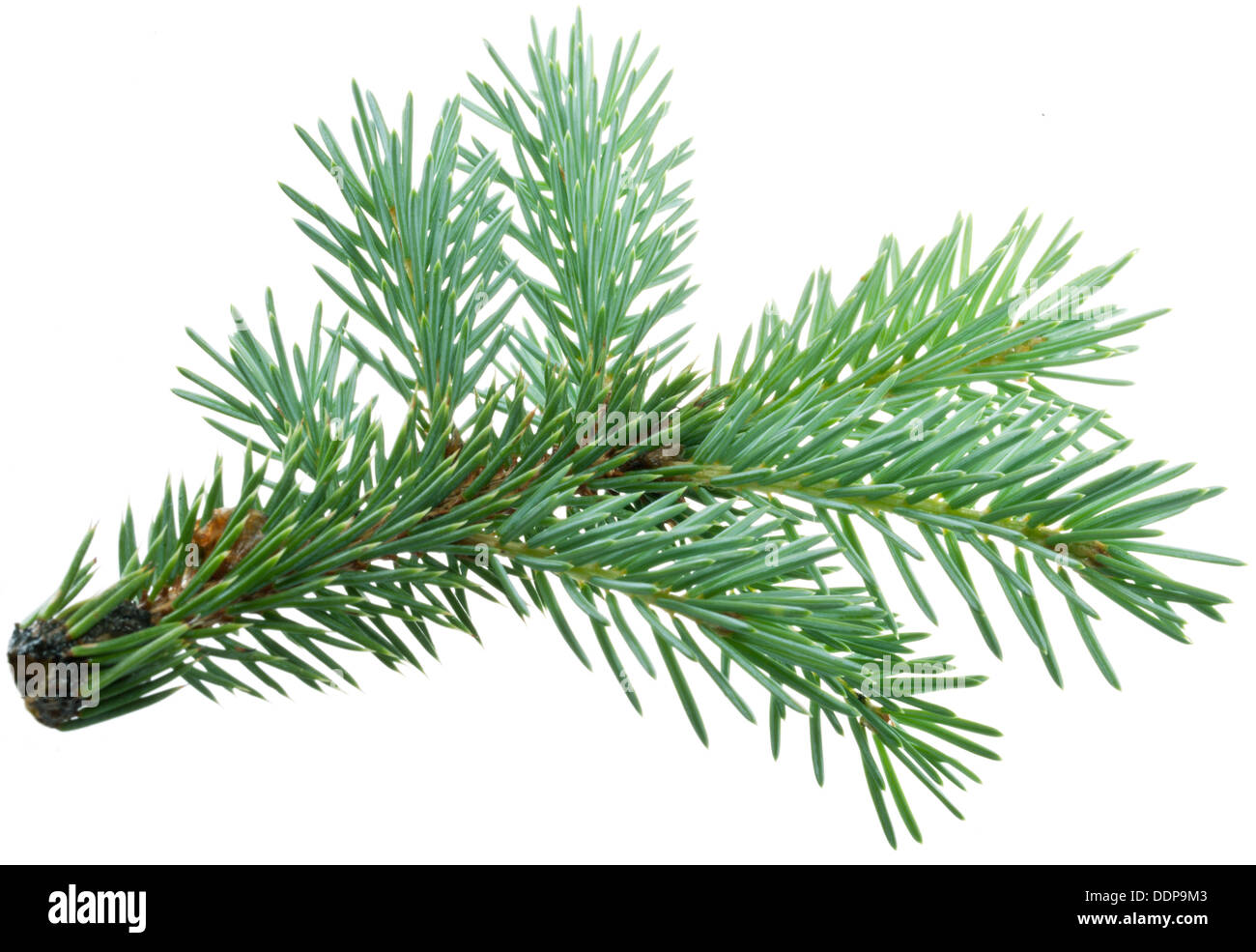 Fir branch isolated on white background Stock Photo - Alamy