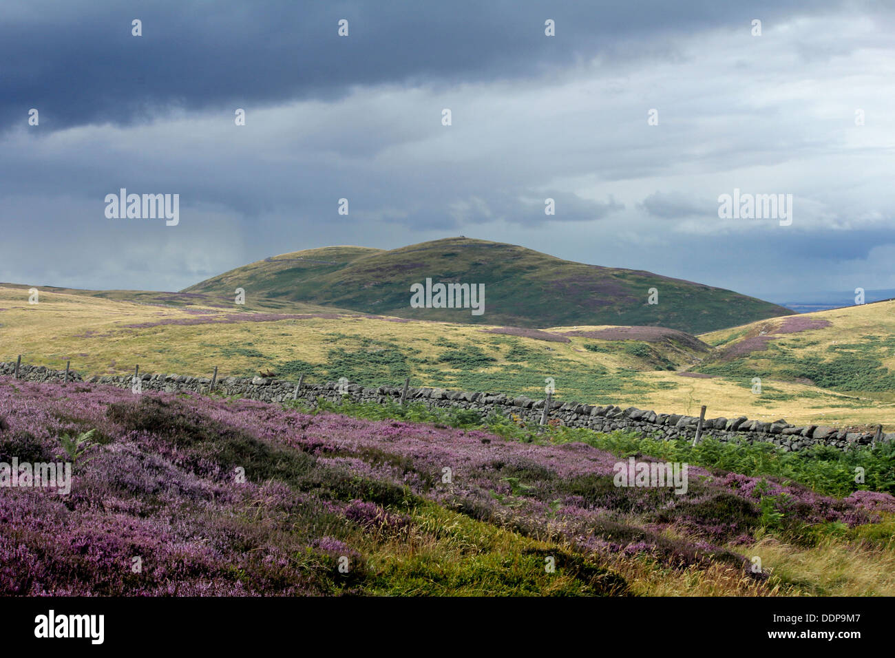 Cheviot hills scotland hi-res stock photography and images - Alamy