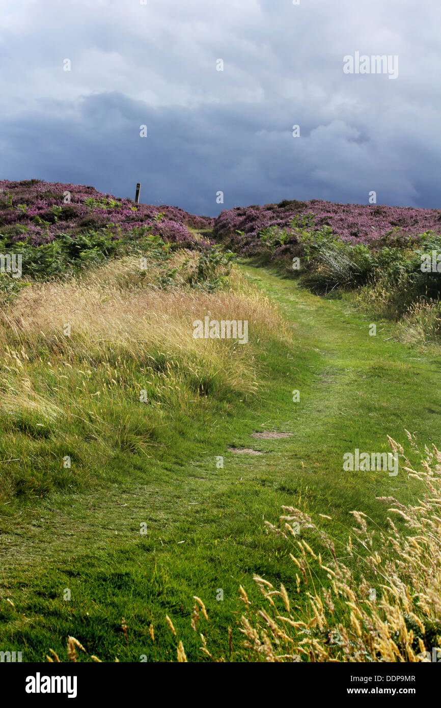 Cheviot hills northumberland uk hi-res stock photography and images - Alamy