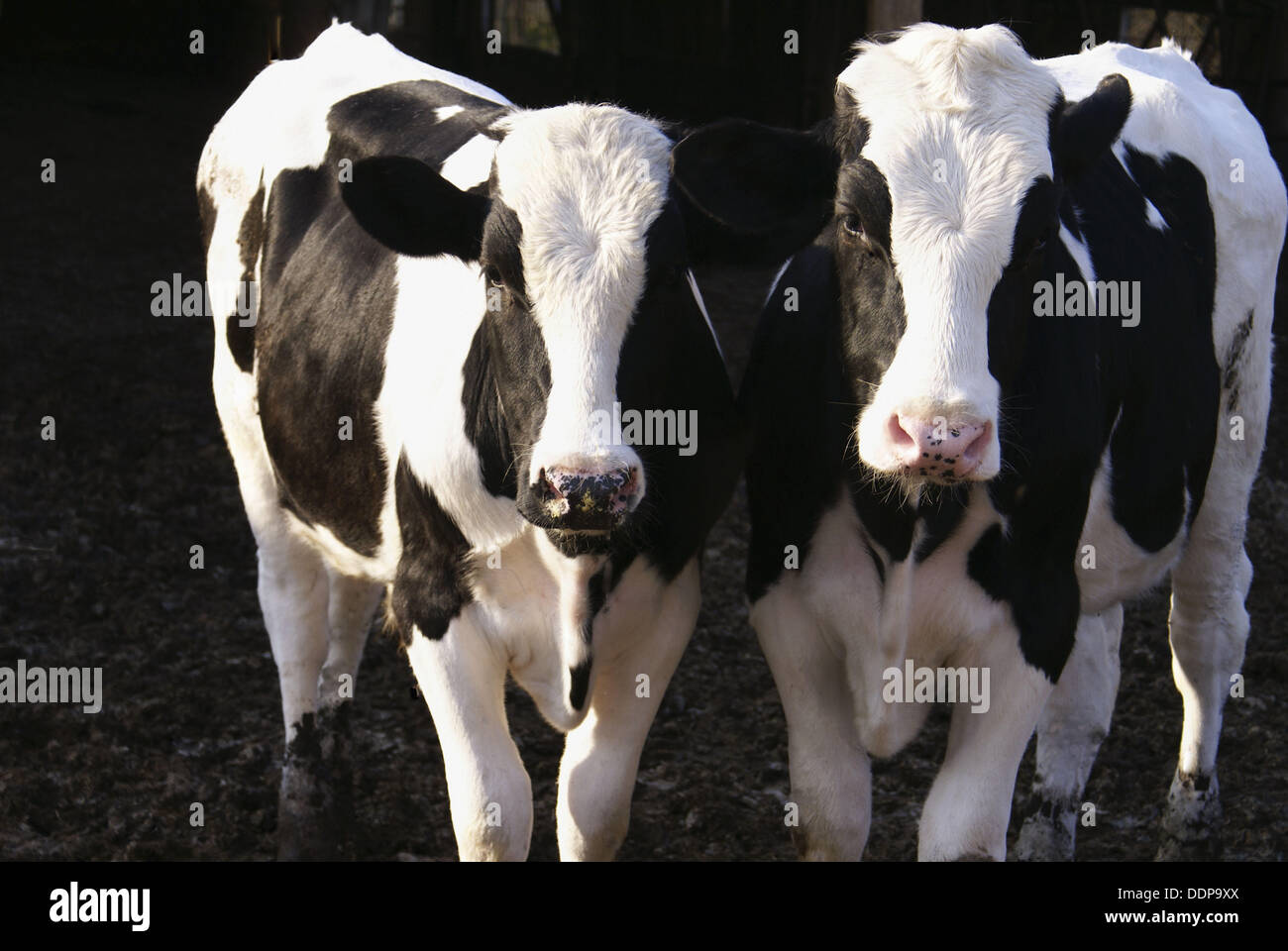 Two cows stand hi-res stock photography and images - Alamy