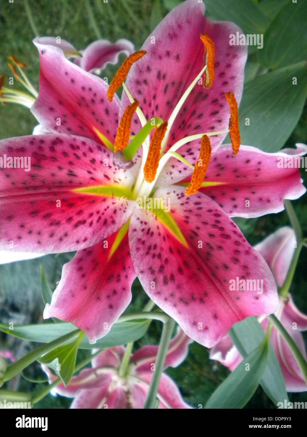 Spotted stargazer hi-res stock photography and images - Alamy