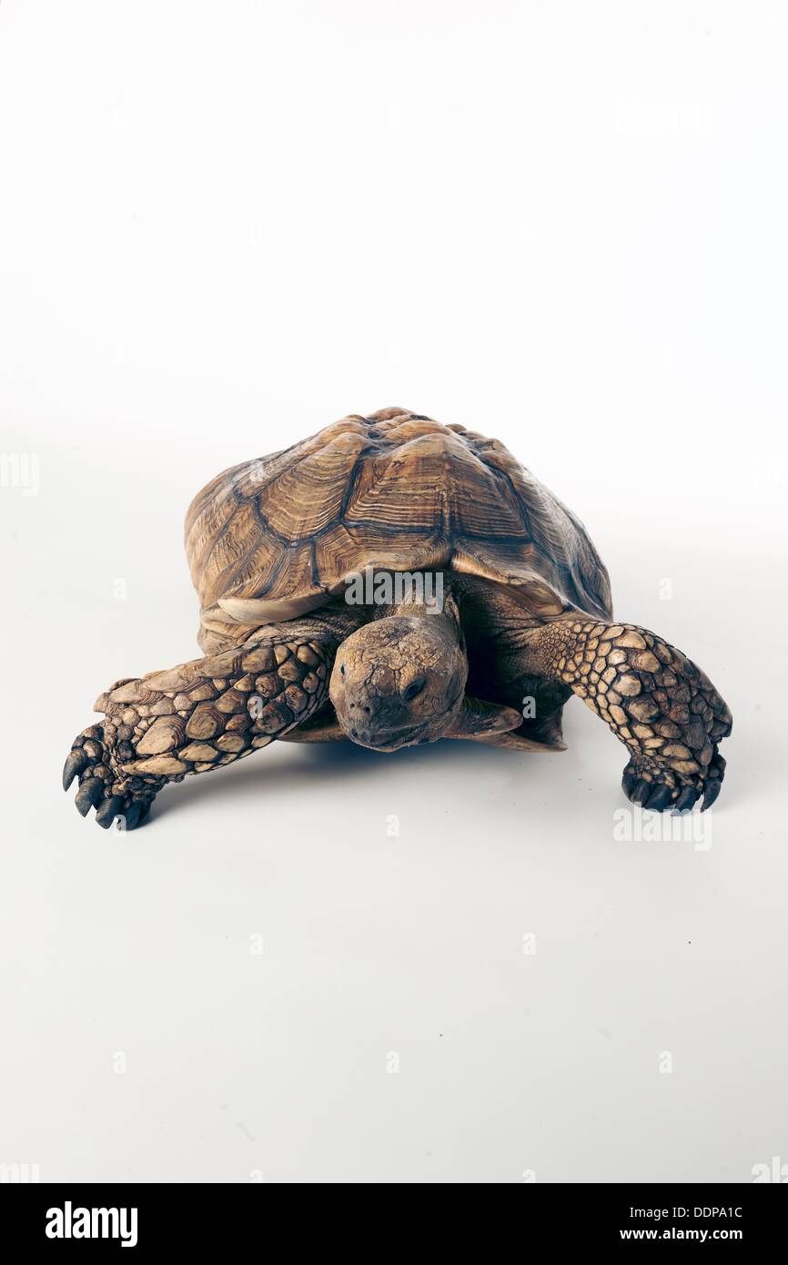 Tortoise slowly hi-res stock photography and images - Alamy