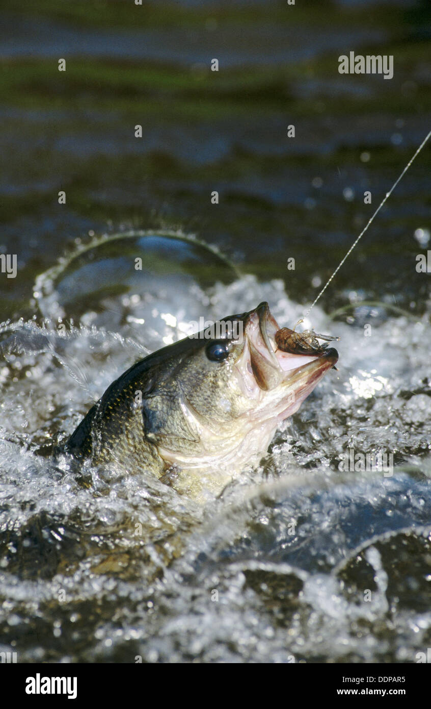Largemouth bass close up hi-res stock photography and images - Alamy