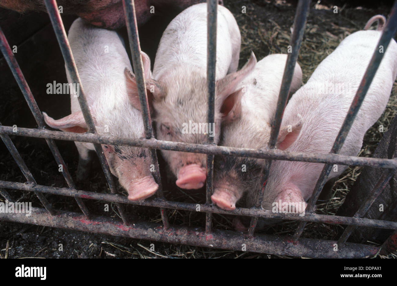 4 pigs hi-res stock photography and images - Alamy