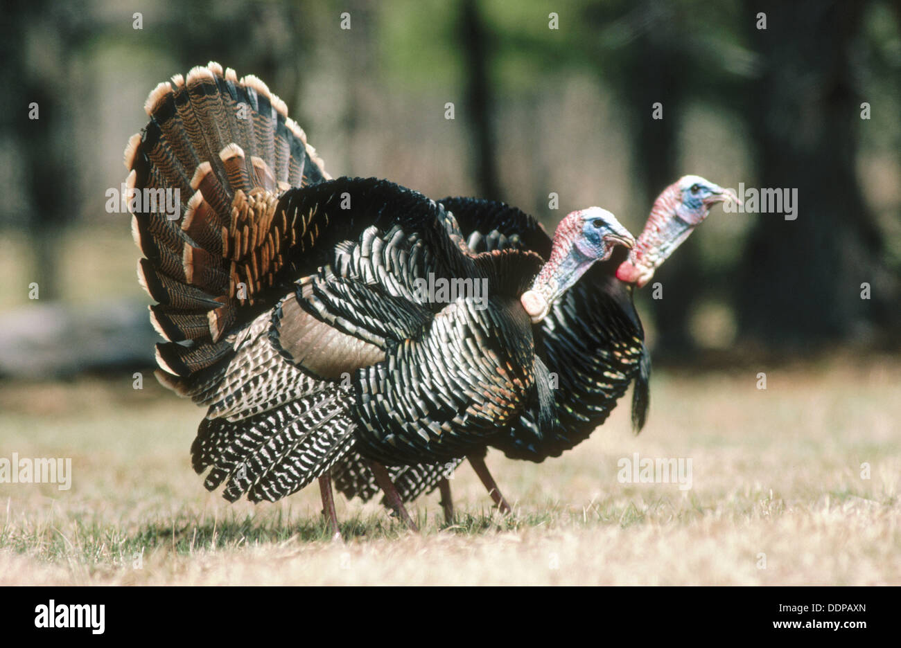 Male turkey gobbling hi-res stock photography and images - Alamy