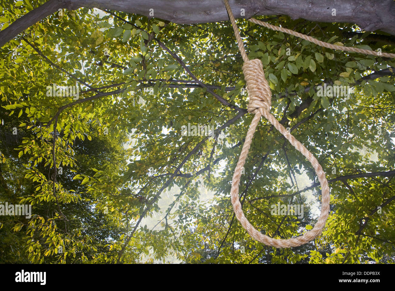 Noose and tree hi-res stock photography and images - Alamy