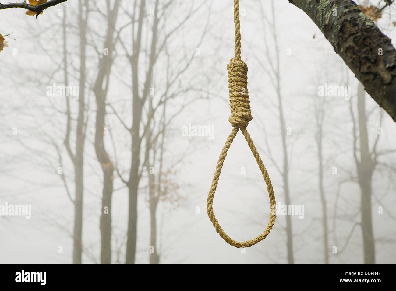 Rope noose hanging from tree hi-res stock photography and images - Alamy