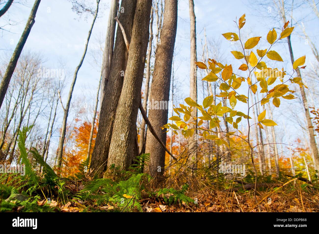 young beech trees in forest Stock Photo - Alamy