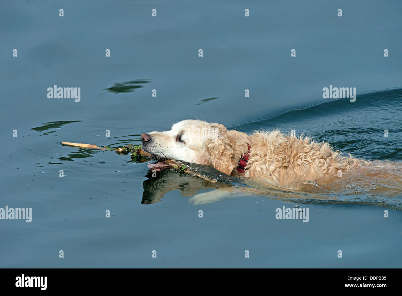 Golden Labrador Retriever Dog-Canis lupus familiaris, Collects A Thrown ...