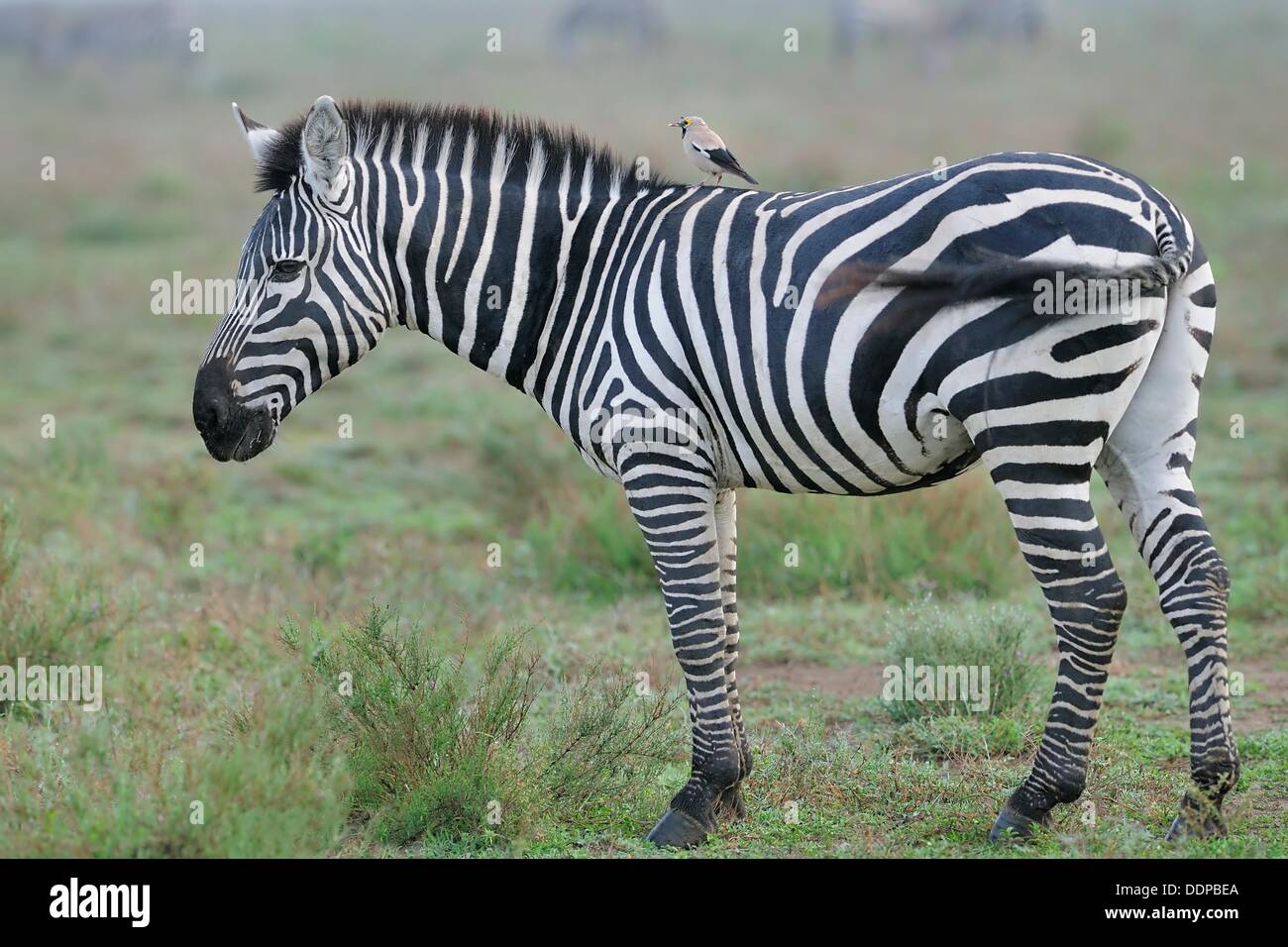 Grant s zebra hi-res stock photography and images - Alamy