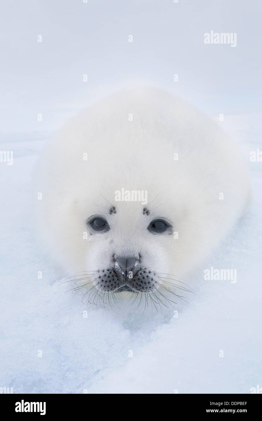 Harp Seal (Phoca groenlandica), pup, Magdalen Islands, Québec, Canada Stock Photo - Alamy