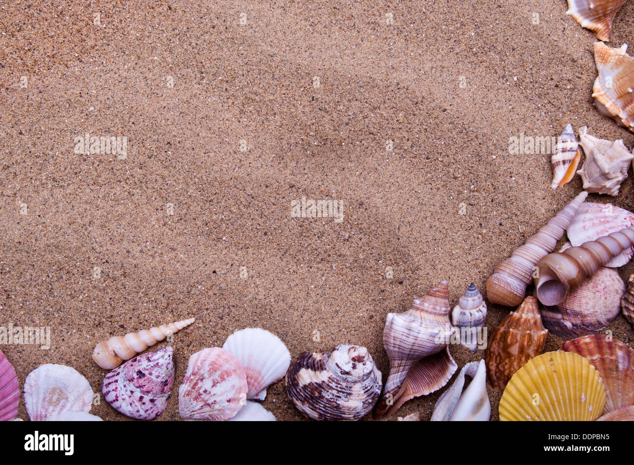 sea shells with sand as background Stock Photo - Alamy