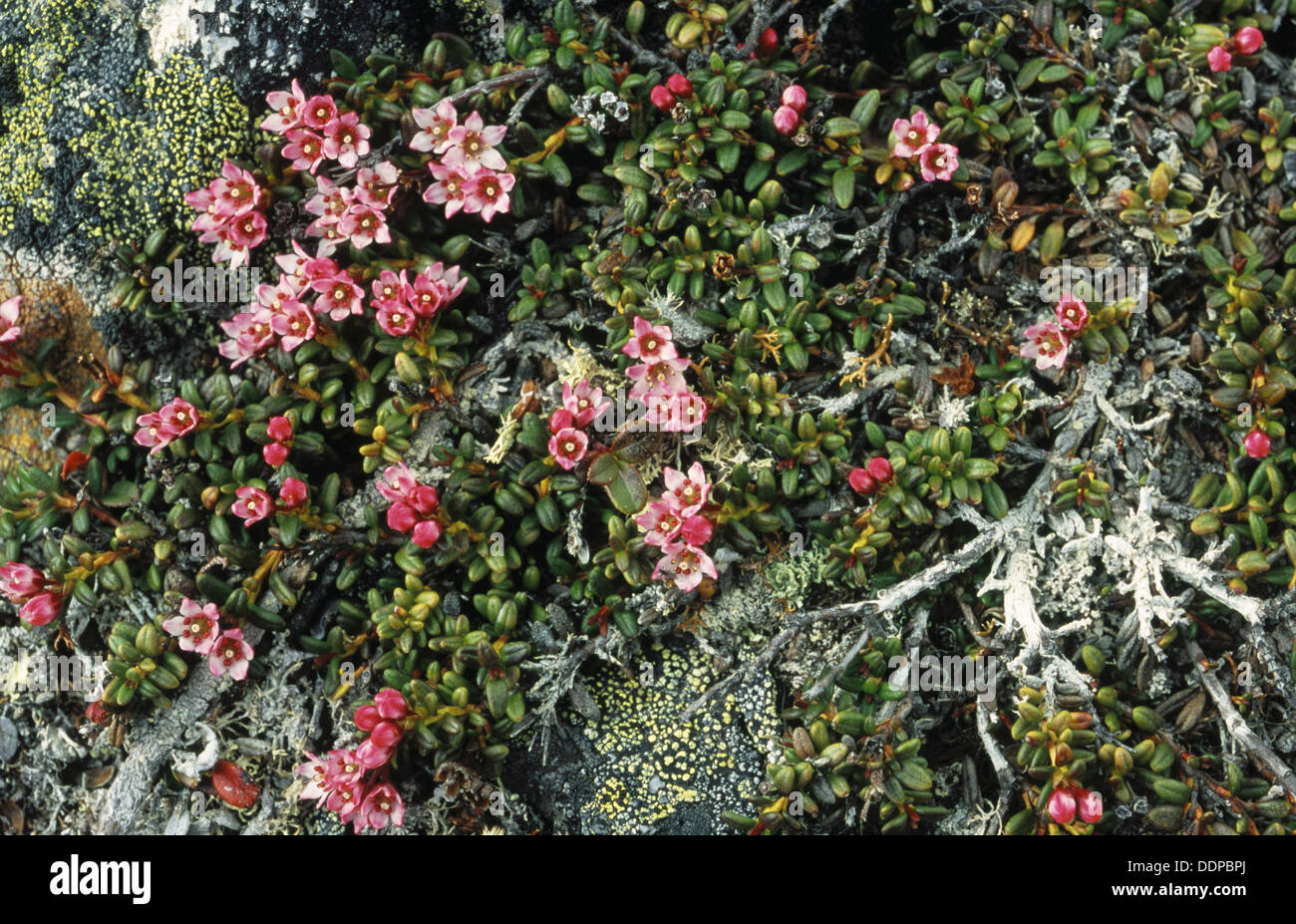 Arctic Azalea High Resolution Stock Photography and Images - Alamy