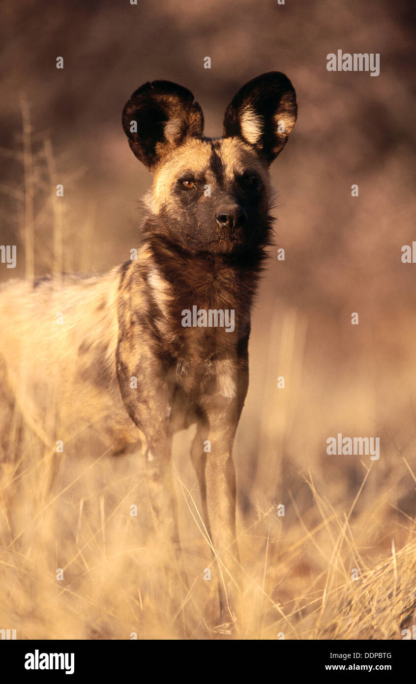 Namibia farm dog hi-res stock photography and images - Alamy