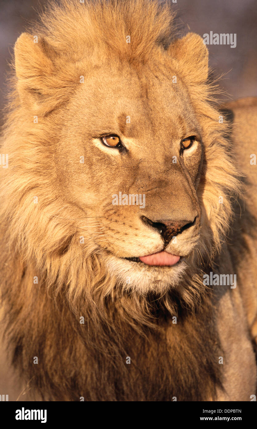 Lion (Panthera leo) in captivity. Game Farm. Namibia Stock Photo - Alamy