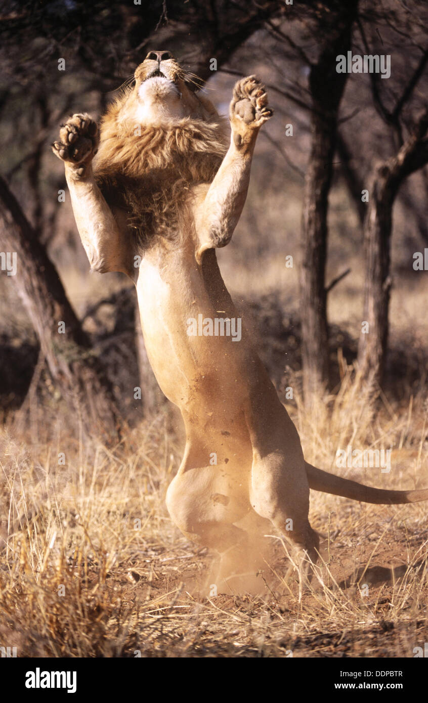 Jumping of the lion hi-res stock photography and images - Alamy