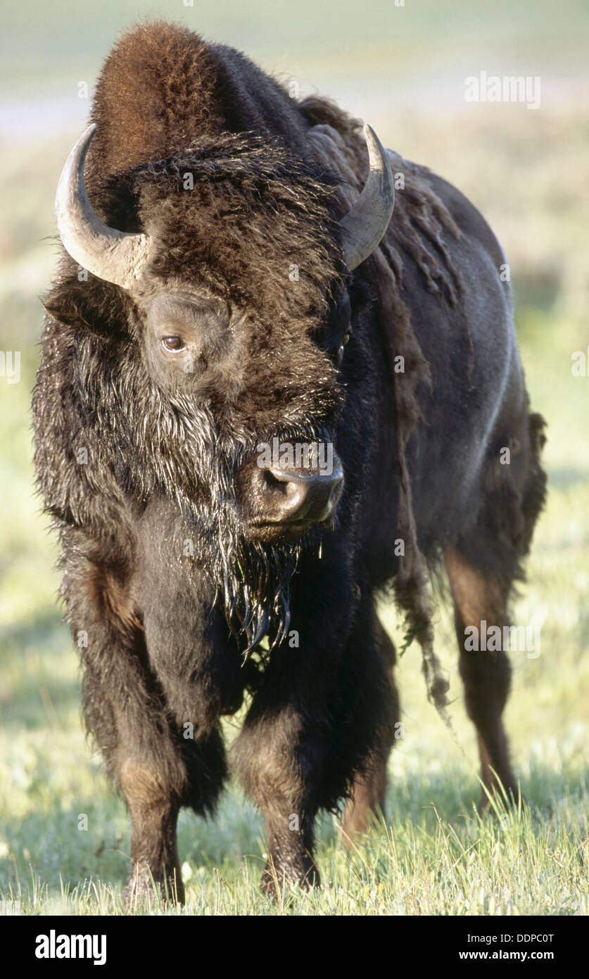 Male buffalo vertical hi-res stock photography and images - Alamy