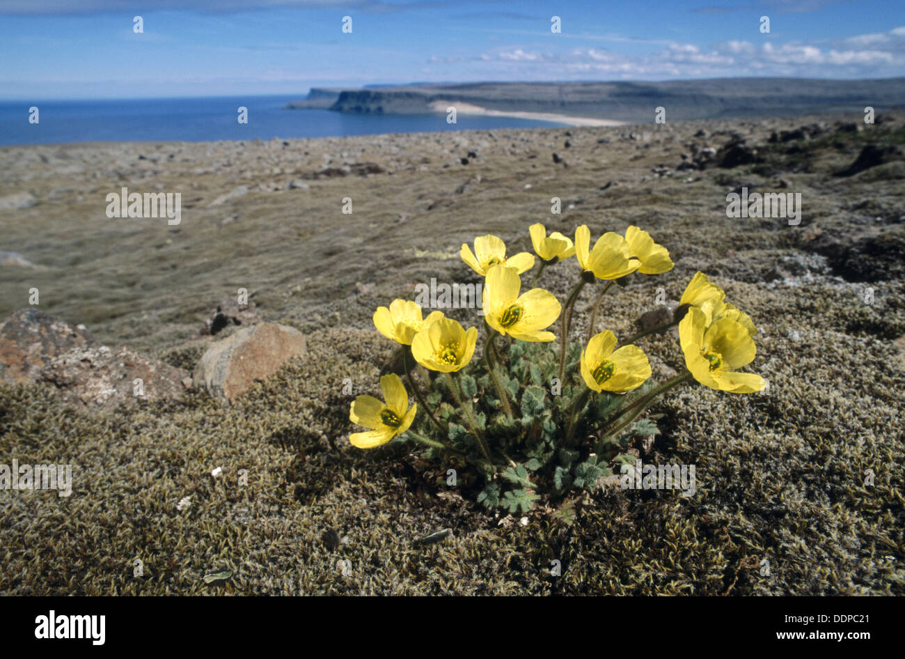 Papaver Radicatum Flower High Resolution Stock Photography and Images ...