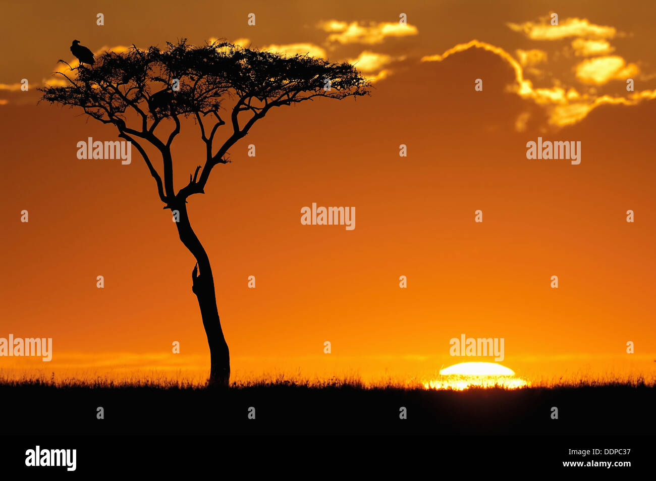 Balanites Aegyptiaca High Resolution Stock Photography and Images - Alamy