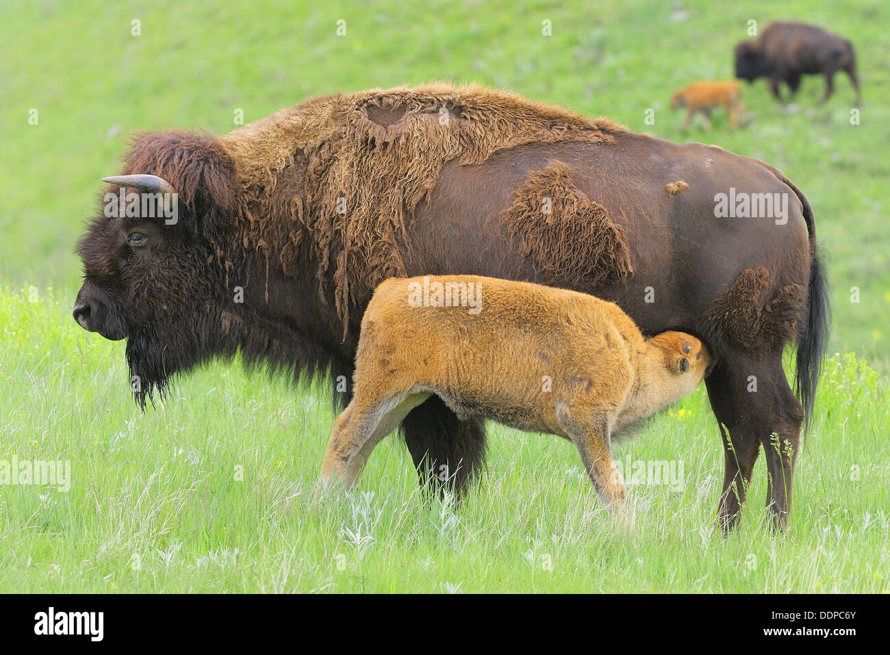 Cow and calf bison hi-res stock photography and images - Alamy