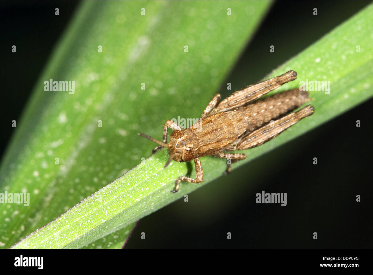 Aegyptium anacridium hi-res stock photography and images - Alamy