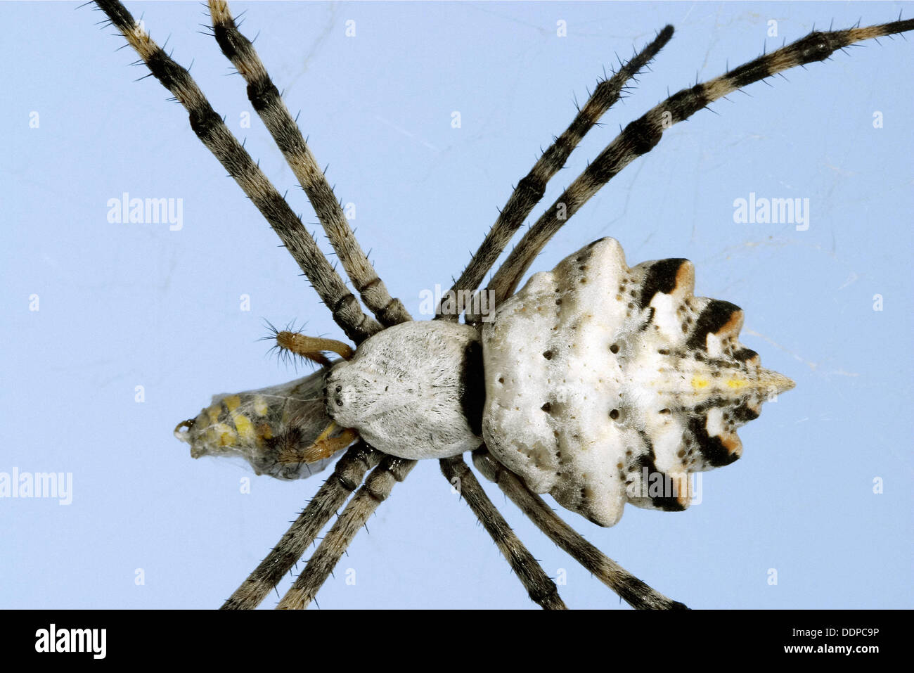 Spider argiope lobata hi-res stock photography and images - Alamy