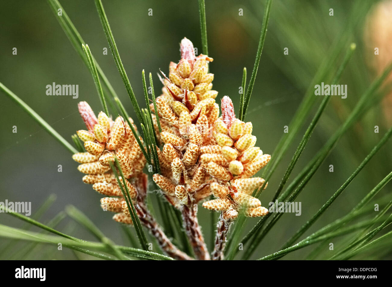 Pine cones and pollen hi-res stock photography and images - Alamy
