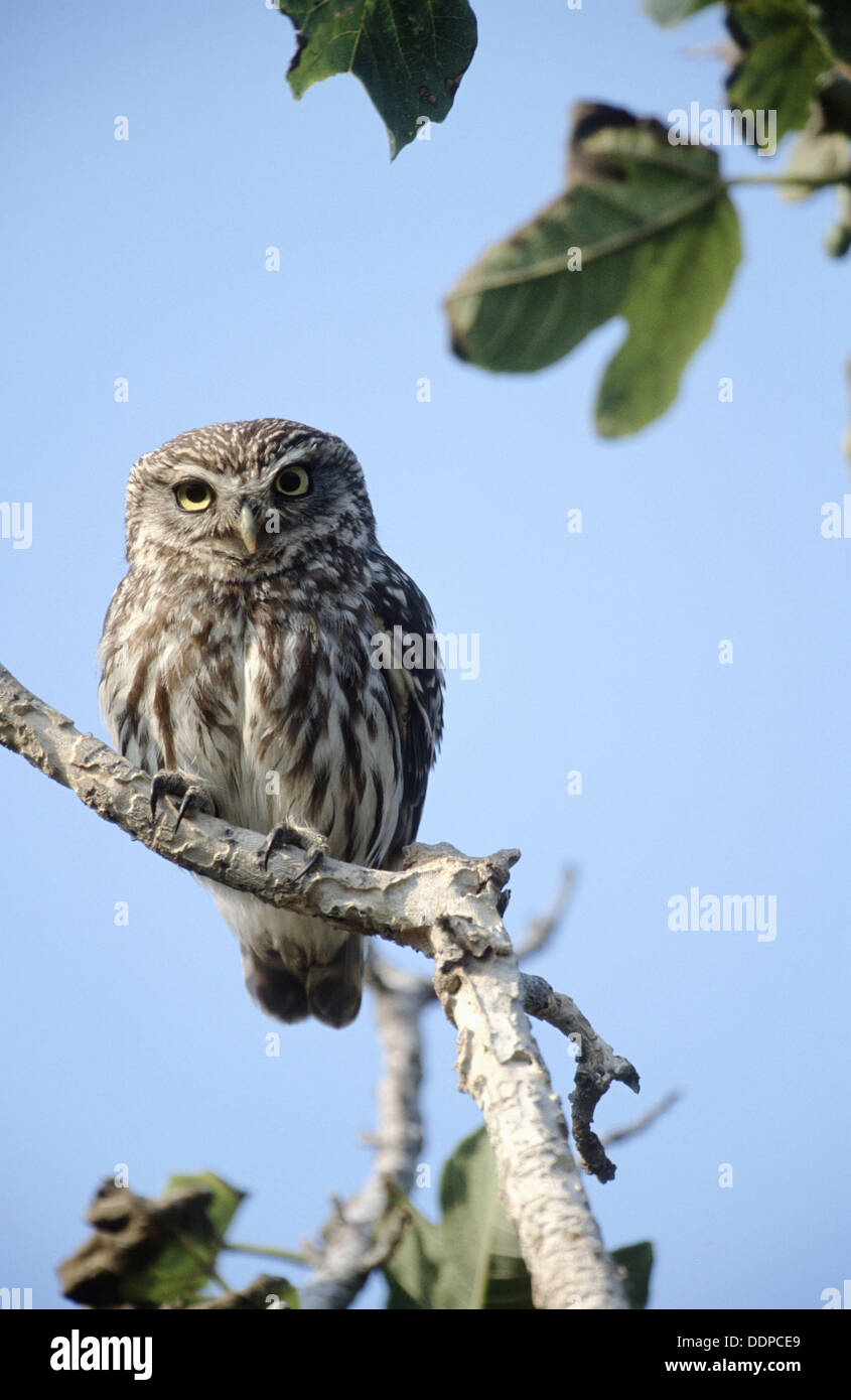 Common scops owl otus scops hi-res stock photography and images - Alamy