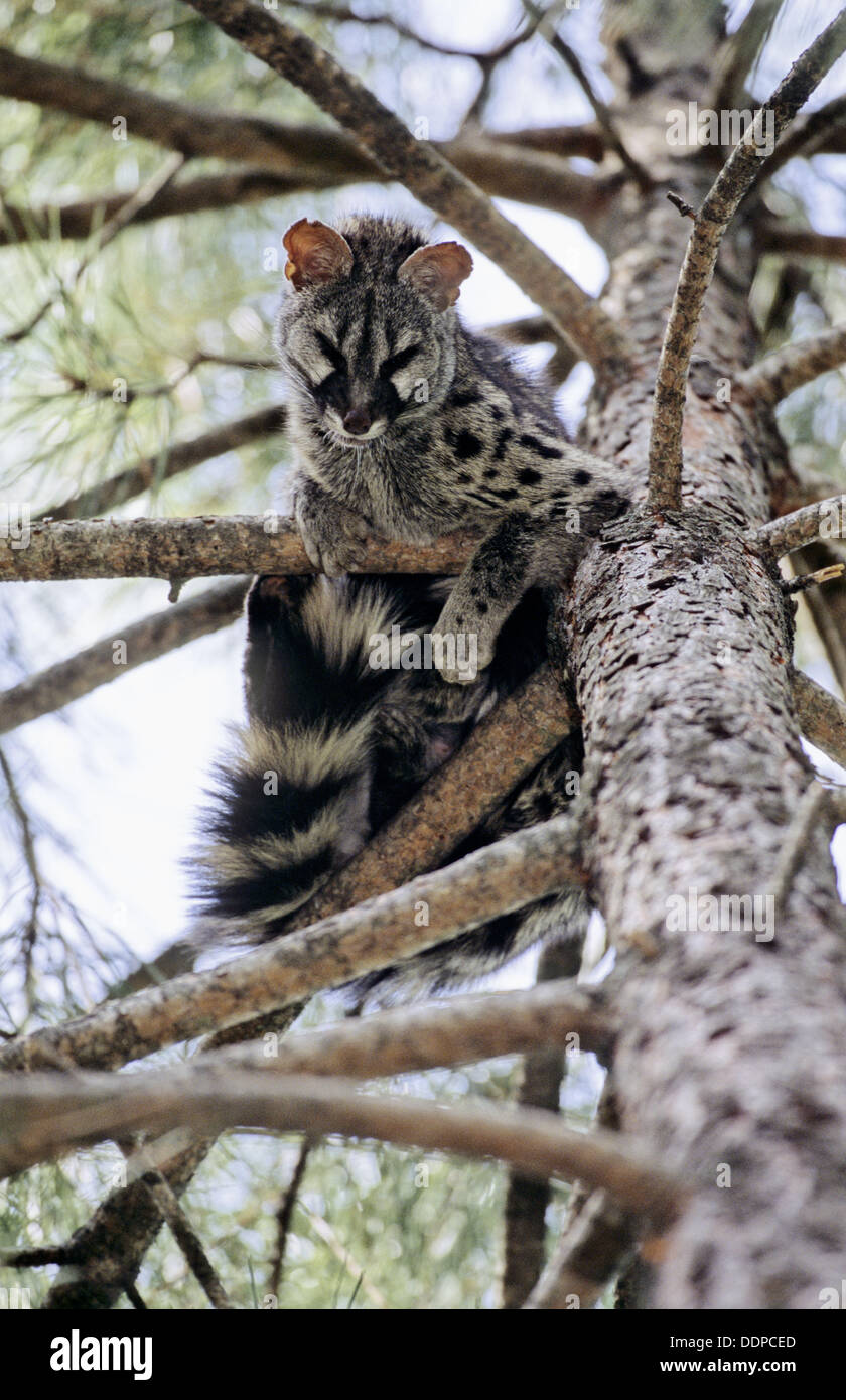 Genet (Genetta genetta Stock Photo - Alamy