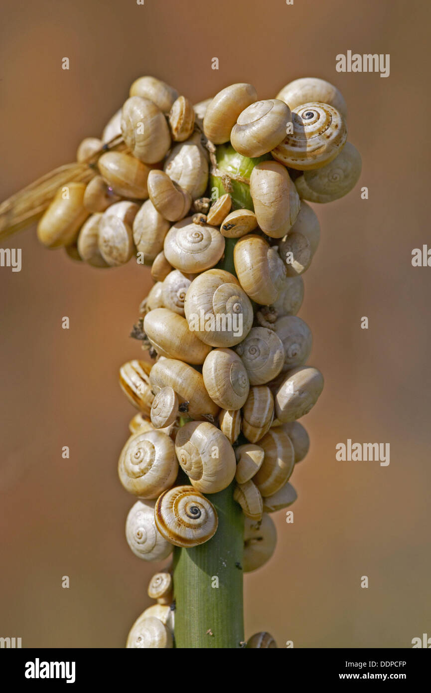 Helix sp hi-res stock photography and images - Alamy