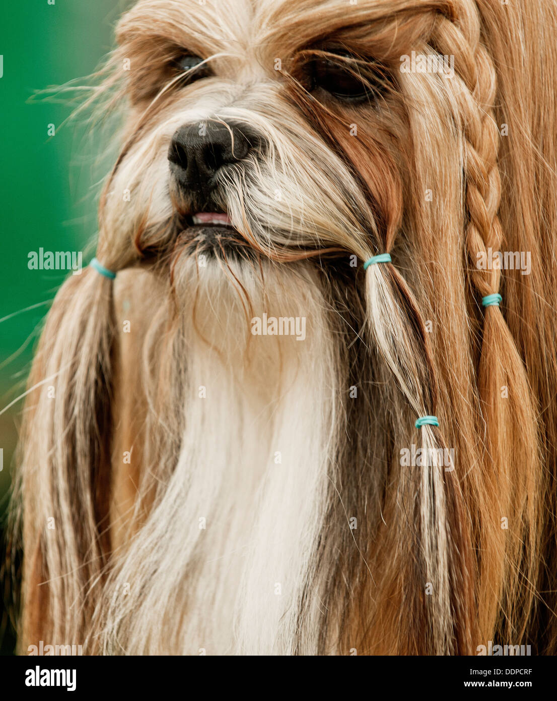 Shih Tzu Dog portrait Stock Photo - Alamy