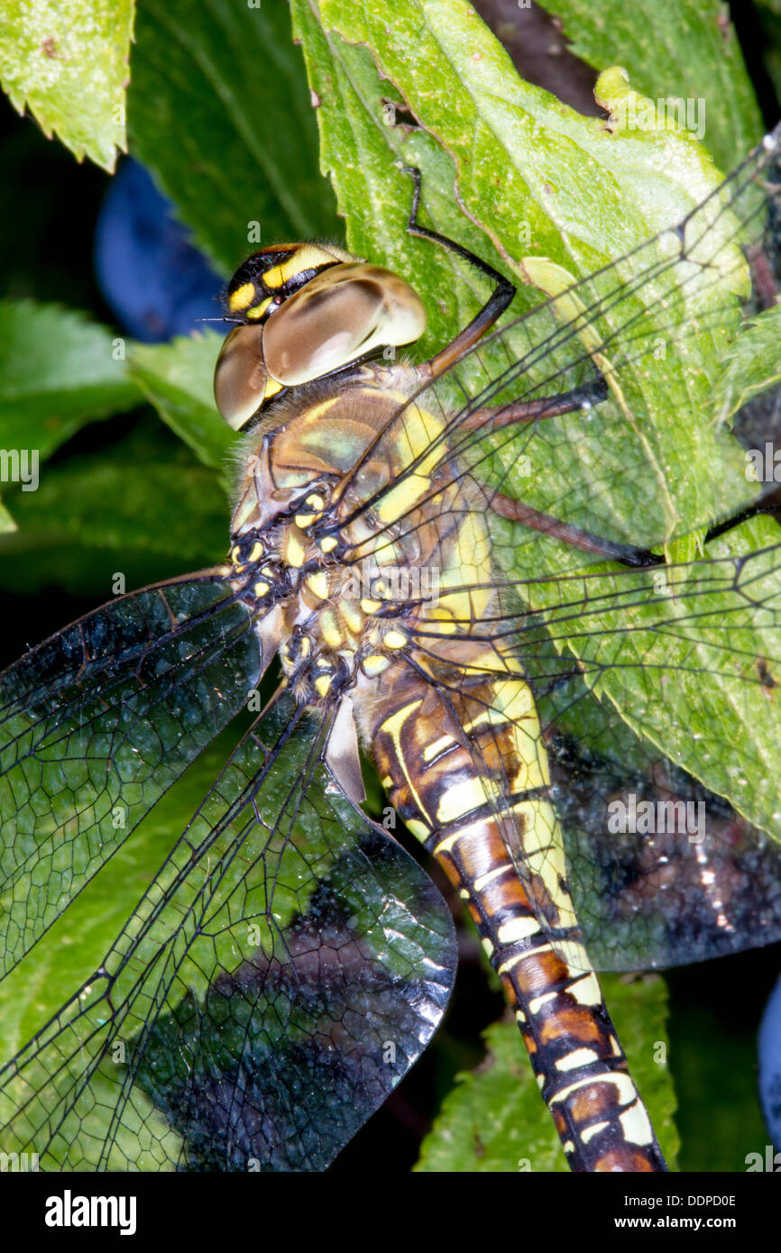 Aeshnidae hi-res stock photography and images - Alamy