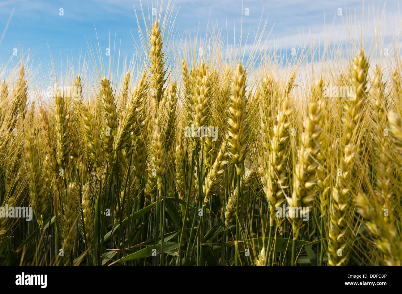 Yellow wheat growing in a farm field Stock Photo - Alamy