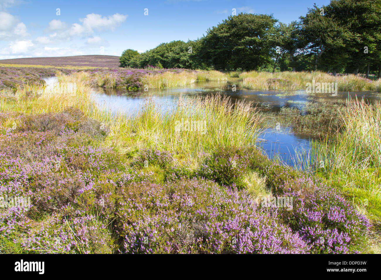A natural pool on the Long Mynd, Shropshire, England, UK Stock Photo ...