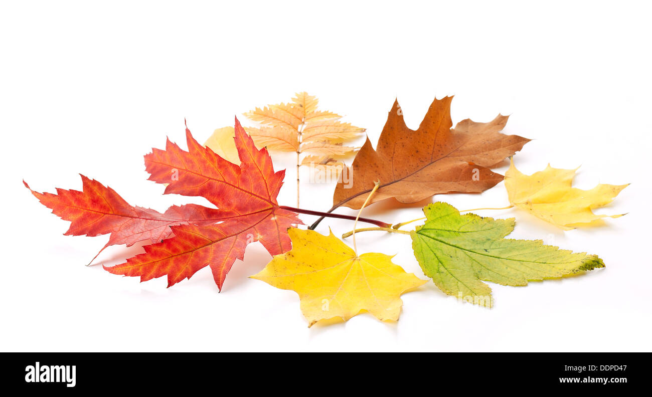 Autumn leaves leaves yellow on Cut Out Stock Images & Pictures - Alamy