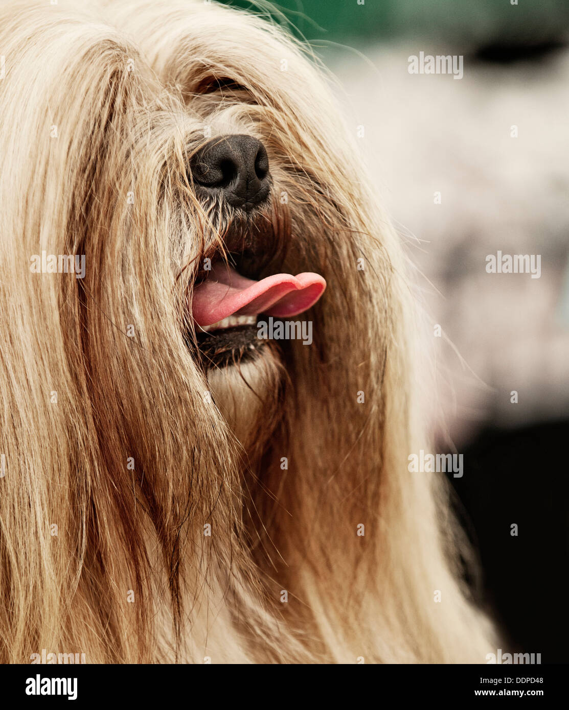 Shih Tzu Dog portrait Stock Photo - Alamy
